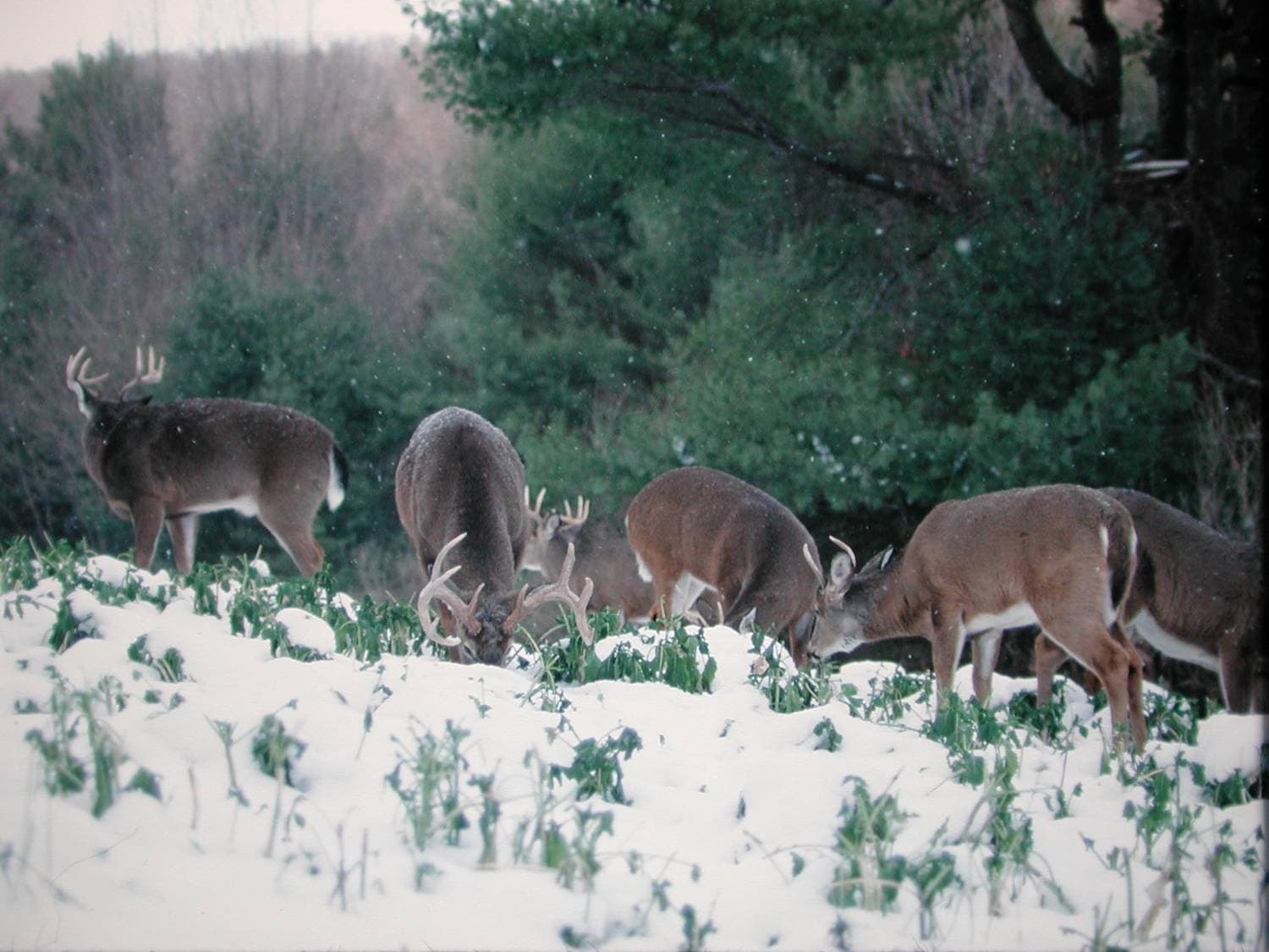 How Whitetails Survive Winter Mossy Oak Gamekeeper