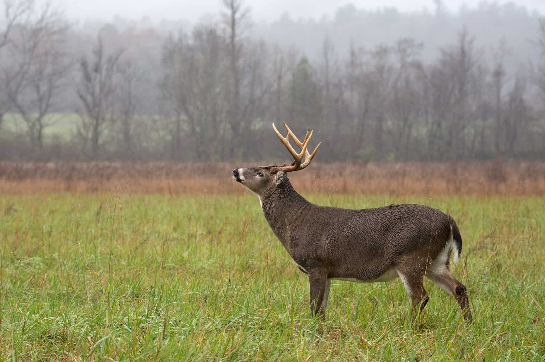 Deer hunting pictures store